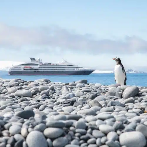 Antarctica: encounter with a Blue Whale | PONANT Magazine