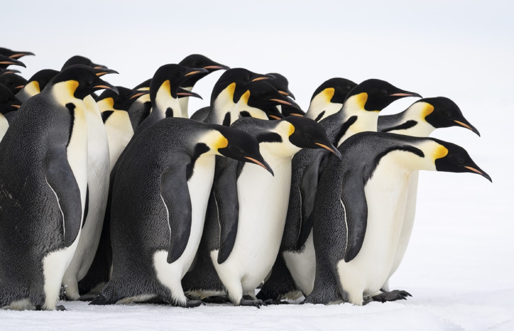 7 species of penguins in Antarctica | PONANT Magazine